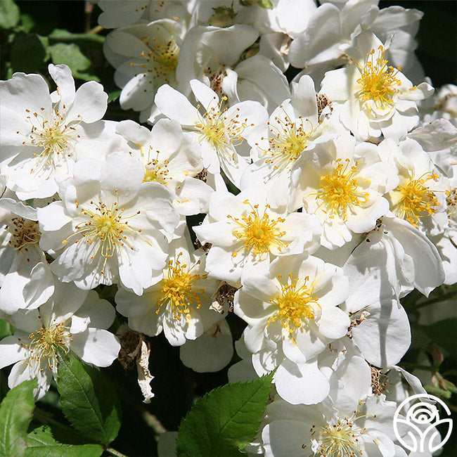 Darlow's Enigma Rose - Rambling Rose - Very Fragrant – Heirloom Roses