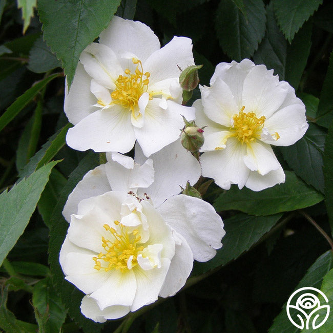 Darlow's Enigma Rose - Rambling Rose - Very Fragrant – Heirloom Roses