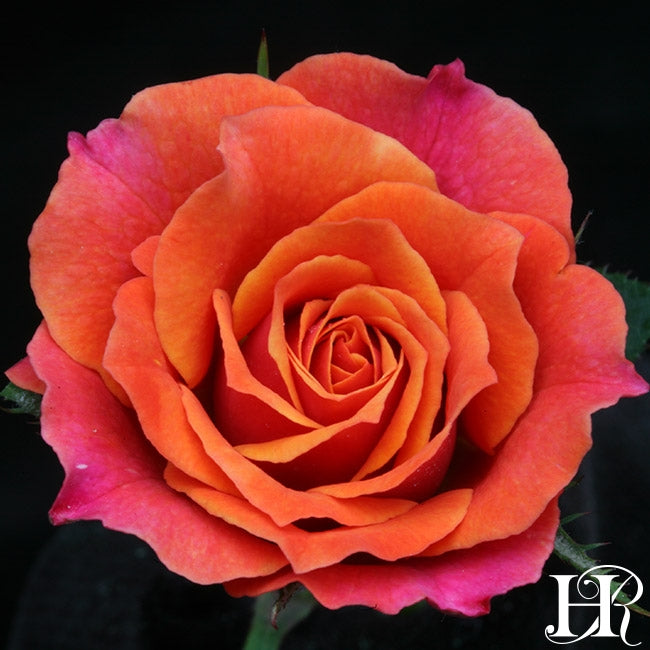 Denver's Dream – Heirloom Roses