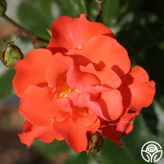 Disco Dancer Rose - Shrub - Lightly Fragrant – Heirloom Roses