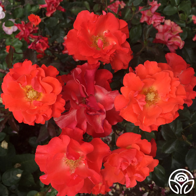 Disco Dancer Shrub Rose | Colorful Rose Plant – Heirloom Roses