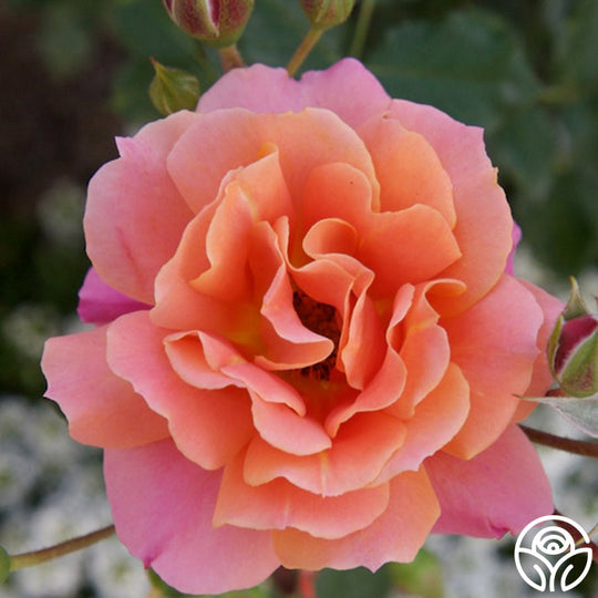 Disneyland Rose® – Heirloom Roses