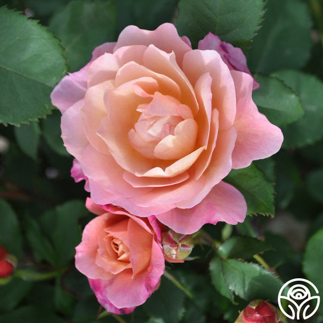 Distant Thunder Rose - Shrub - Exceptionally Fragrant – Heirloom Roses