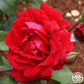 Don Juan Rose - Climbing Roses - Very Fragrant – Heirloom Roses