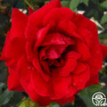 Don Juan Rose - Climbing Roses - Very Fragrant – Heirloom Roses