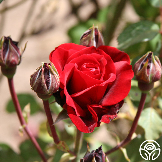 Don Juan Rose - Climbing Roses - Very Fragrant – Heirloom Roses