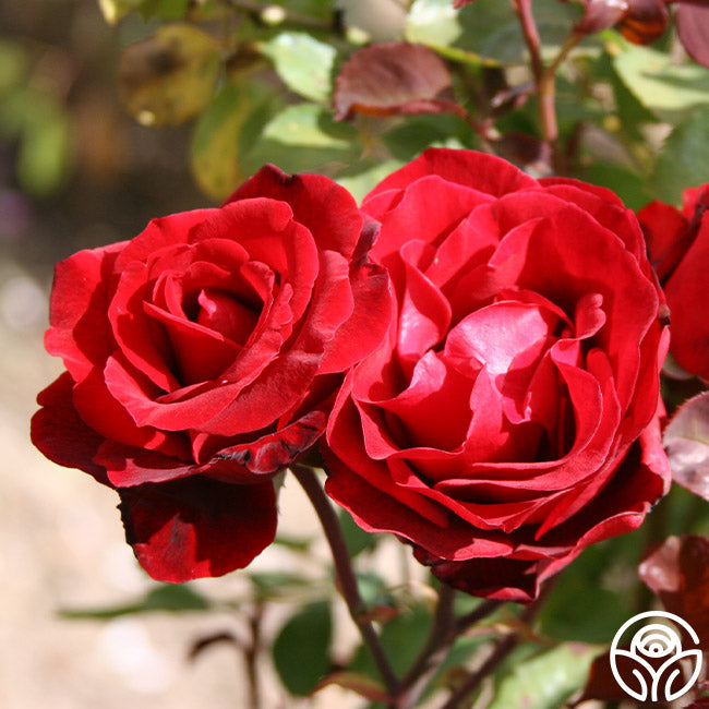Don Juan Rose - Climbing Roses - Very Fragrant – Heirloom Roses