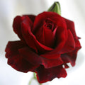 Don Juan Rose - Climbing Roses - Very Fragrant – Heirloom Roses