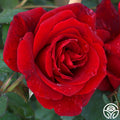 Don Juan Rose - Climbing Roses - Very Fragrant – Heirloom Roses