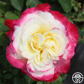 Double Delight Rose - Hybrid Tea - Exceptionally Fragrant – Heirloom Roses