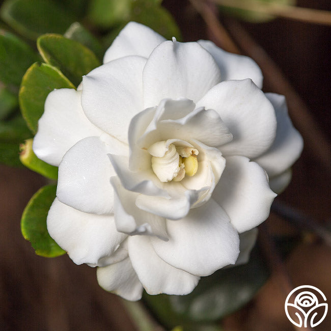 Double Mint – Heirloom Roses