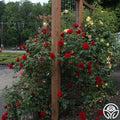 Dublin Bay Rose - Climbing Roses - Lightly Fragrant – Heirloom Roses