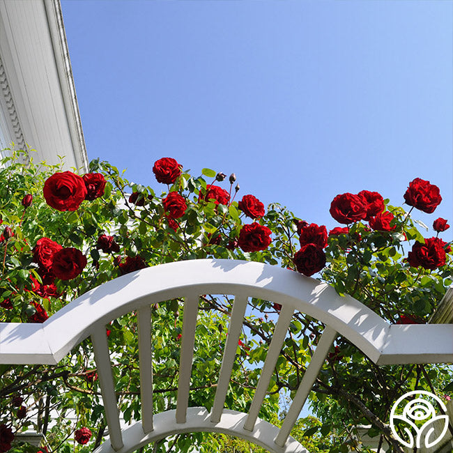 Dublin Bay Rose - Climbing Roses - Lightly Fragrant – Heirloom Roses