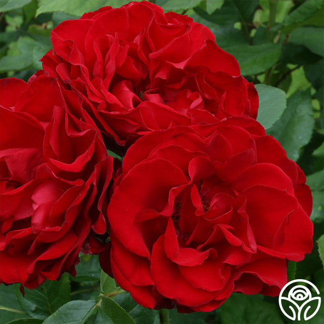 Dublin Bay Rose - Climbing Roses - Lightly Fragrant – Heirloom Roses