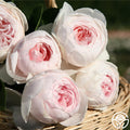 Earth Angel Rose - Floribunda - Exceptionally Fragrant – Heirloom Roses