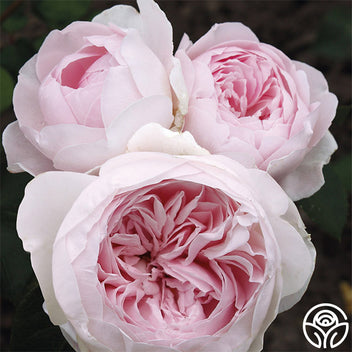 Parfuma Earth Angel Floribunda Rose | Heirloom Roses