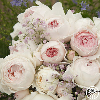 Parfuma Earth Angel Floribunda Rose | Heirloom Roses