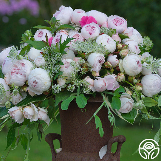 Pascali Rose - Hybrid Tea - Lightly Fragrant – Heirloom Roses