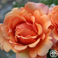 Easy Does It Rose - Floribunda - Lightly Fragrant – Heirloom Roses
