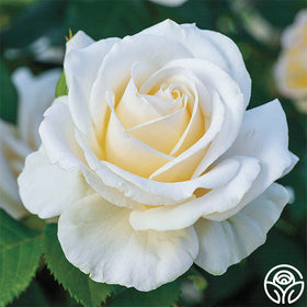 Easy Spirit™ – Heirloom Roses