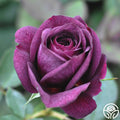 Ebb Tide Rose - Floribunda - Exceptionally Fragrant – Heirloom Roses