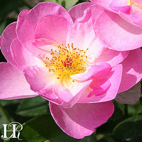 Escapade – Heirloom Roses