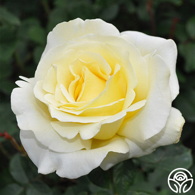 Elina Rose - Hybrid Tea - Very Fragrant – Heirloom Roses