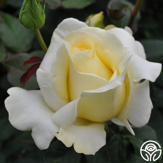 Elina Rose - Hybrid Tea - Very Fragrant – Heirloom Roses