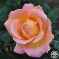 Elle Rose - Hybrid Tea - Moderately Fragrant – Heirloom Roses