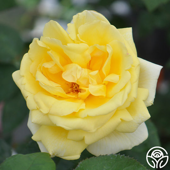 Eternal Flame Rose - Hybrid Tea - Very Fragrant – Heirloom Roses