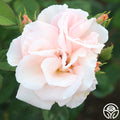 Everest Double Fragrance Rose - Shrub - Very Fragrant – Heirloom Roses
