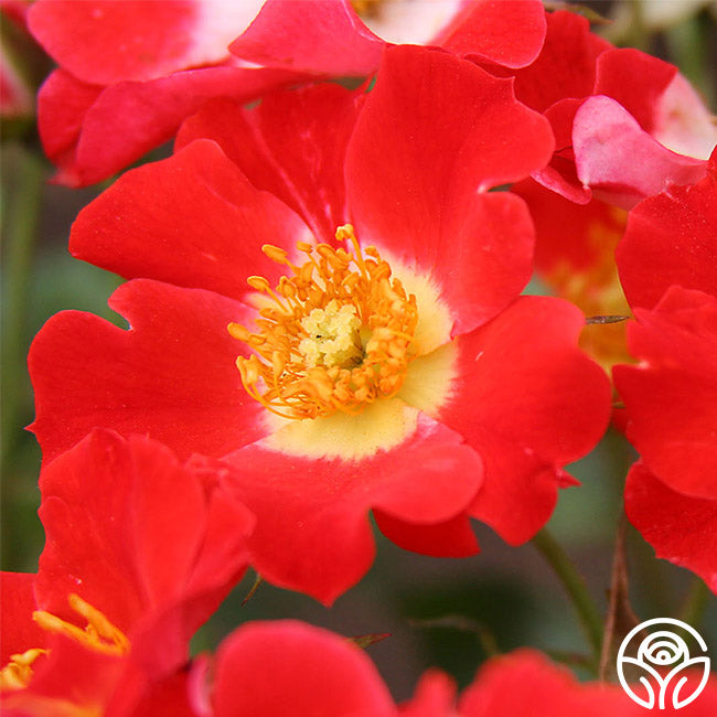 Eyepaint® | Red Floribunda Rose Bush – Heirloom
