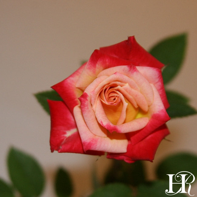Fancy Pants – Heirloom Roses