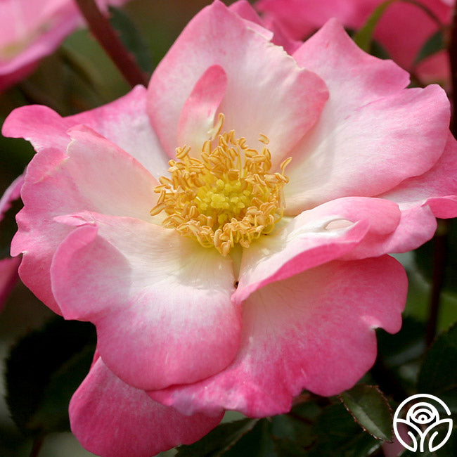 Fashion Statement Rose - Shrub - Moderately Fragrant – Heirloom Roses