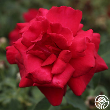 Firefighter Rose - Hybrid Tea - Exceptionally Fragrant – Heirloom Roses