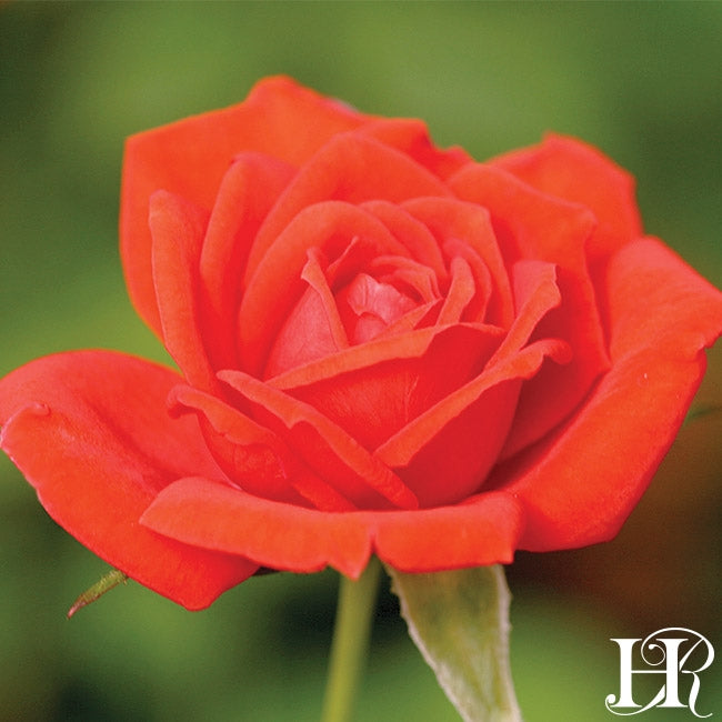 Firestorm – Heirloom Roses