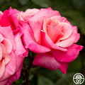 First Prize Rose - Hybrid Tea - Very Fragrant – Heirloom Roses