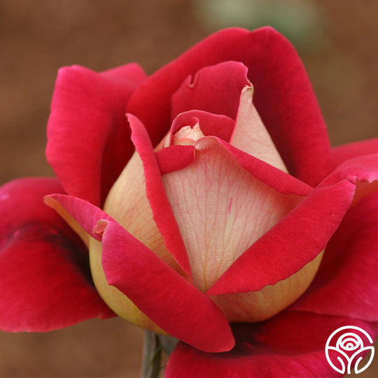 Flaming Peace Rose - Hybrid Tea - Lightly Fragrant – Heirloom Roses