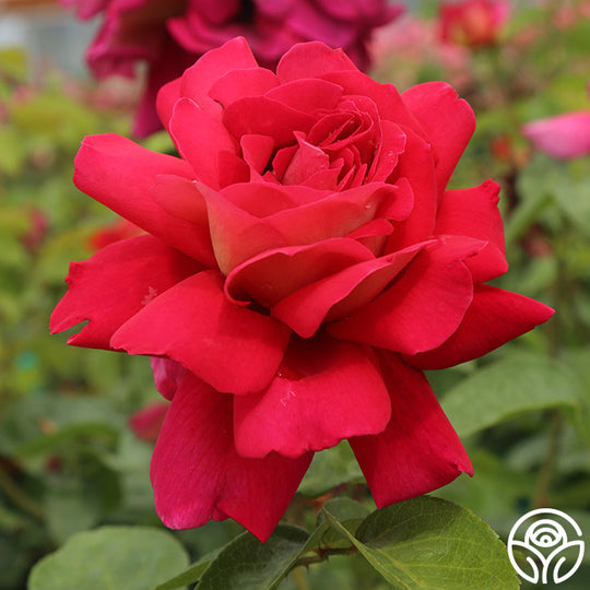 Flaming Peace Rose - Hybrid Tea - Lightly Fragrant – Heirloom Roses