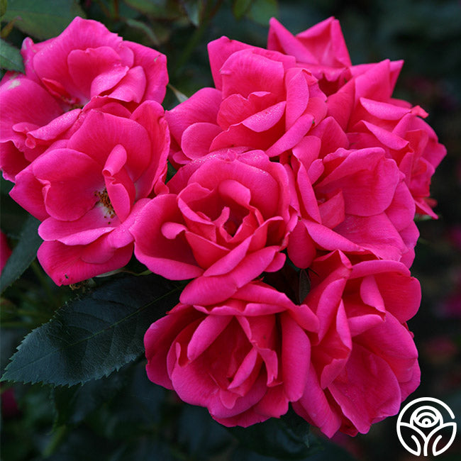 KolorscapeFlamingo Shrub Rose |Pink Rose Plant – Heirloom Roses