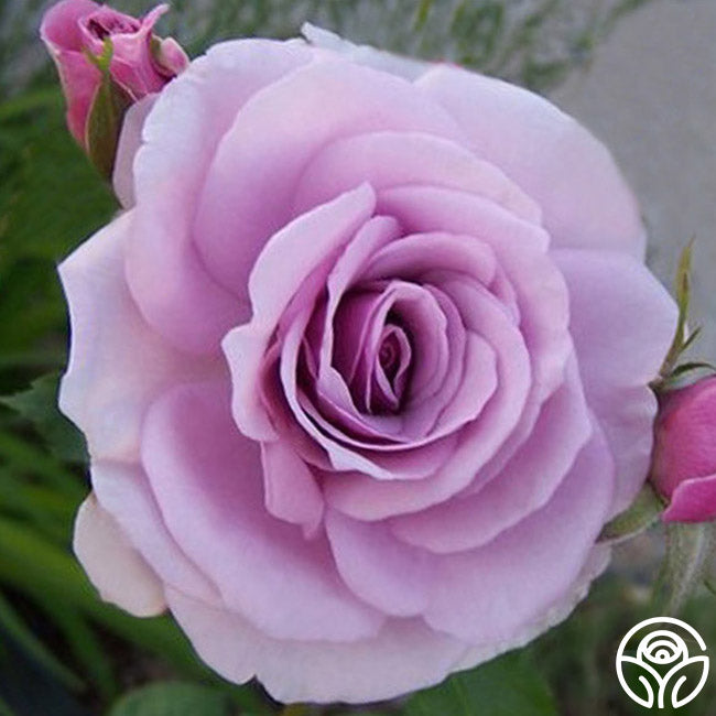 Fragrant Lavender Simplicity® – Heirloom Roses