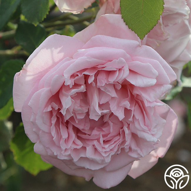 Fragrant Masterpiece Shrub Rose | Fragrant Rose Bush – Heirloom Roses
