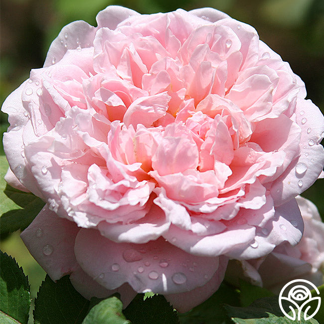Fragrant Masterpiece Rose - Shrub - Exceptionally Fragrant – Heirloom Roses
