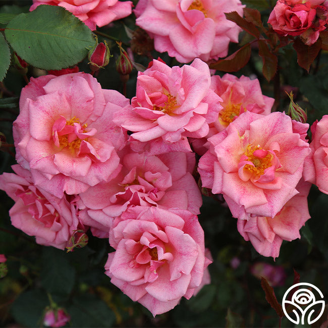 Freckles Hardy Rose | Pink Rose Plant – Heirloom Roses