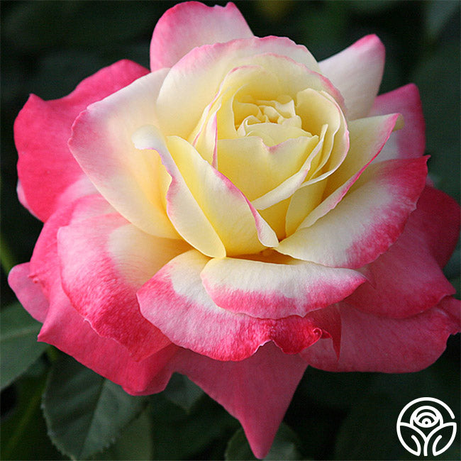 French Perfume Rose - Hybrid Tea - Very Fragrant – Heirloom Roses