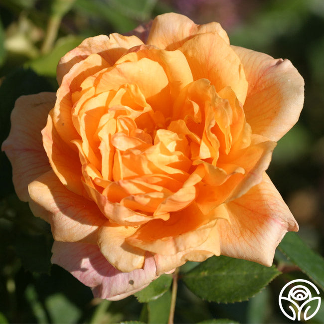 Sun Rose Garden Winter Sun™ Eleganza® Rose Palatine Fruit & Roses