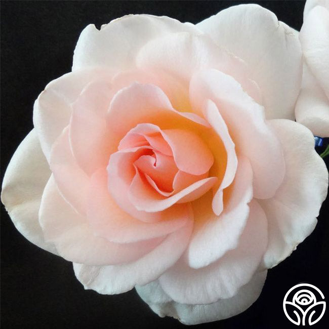 Garden Time Shrub Rose | Pink Rose Plant – Heirloom Roses