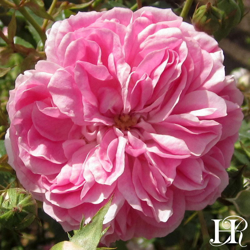 Petal Pushers – Heirloom Roses