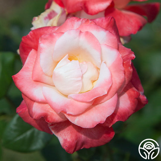 Gemini Rose - Hybrid Tea - Lightly Fragrant – Heirloom Roses