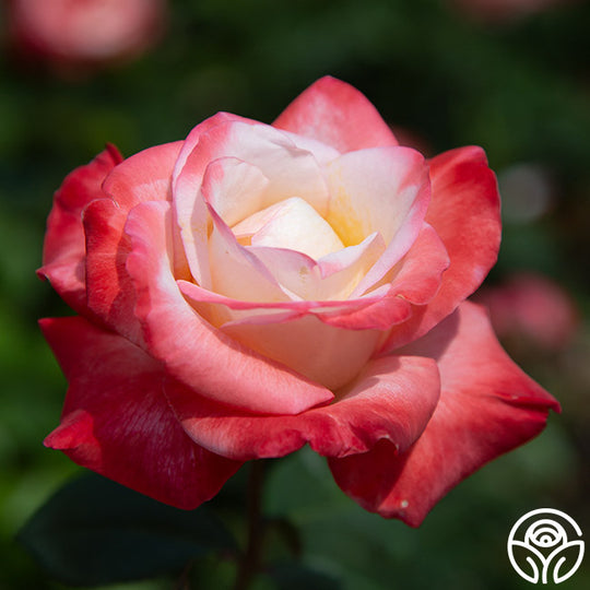 Gemini Rose - Hybrid Tea - Lightly Fragrant – Heirloom Roses